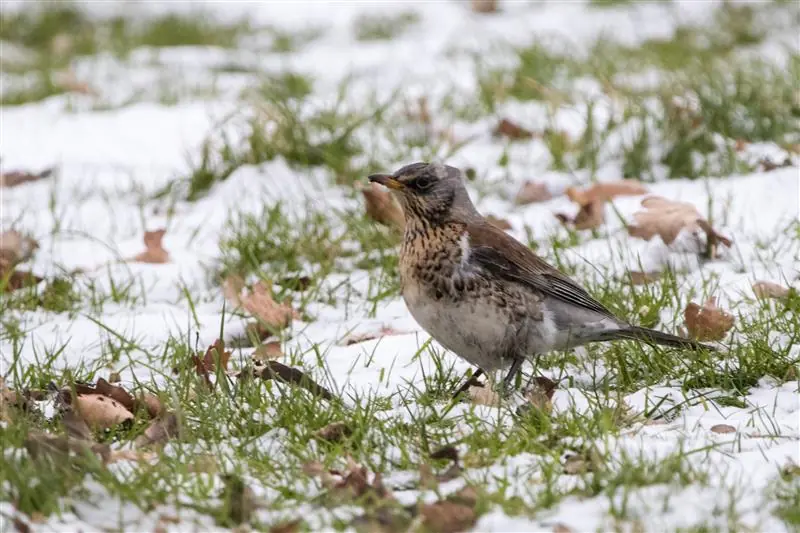 Species Focus - Fieldfare (Turdus pilaris) - Cofnod