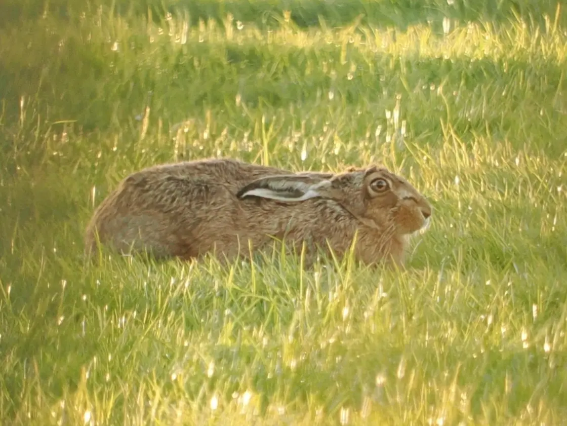 Species Focus - Hares and Rabbits - Cofnod